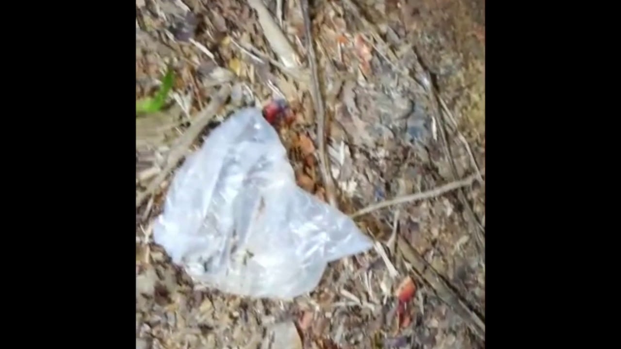 Fire Ants Marching on Migration - YouTube