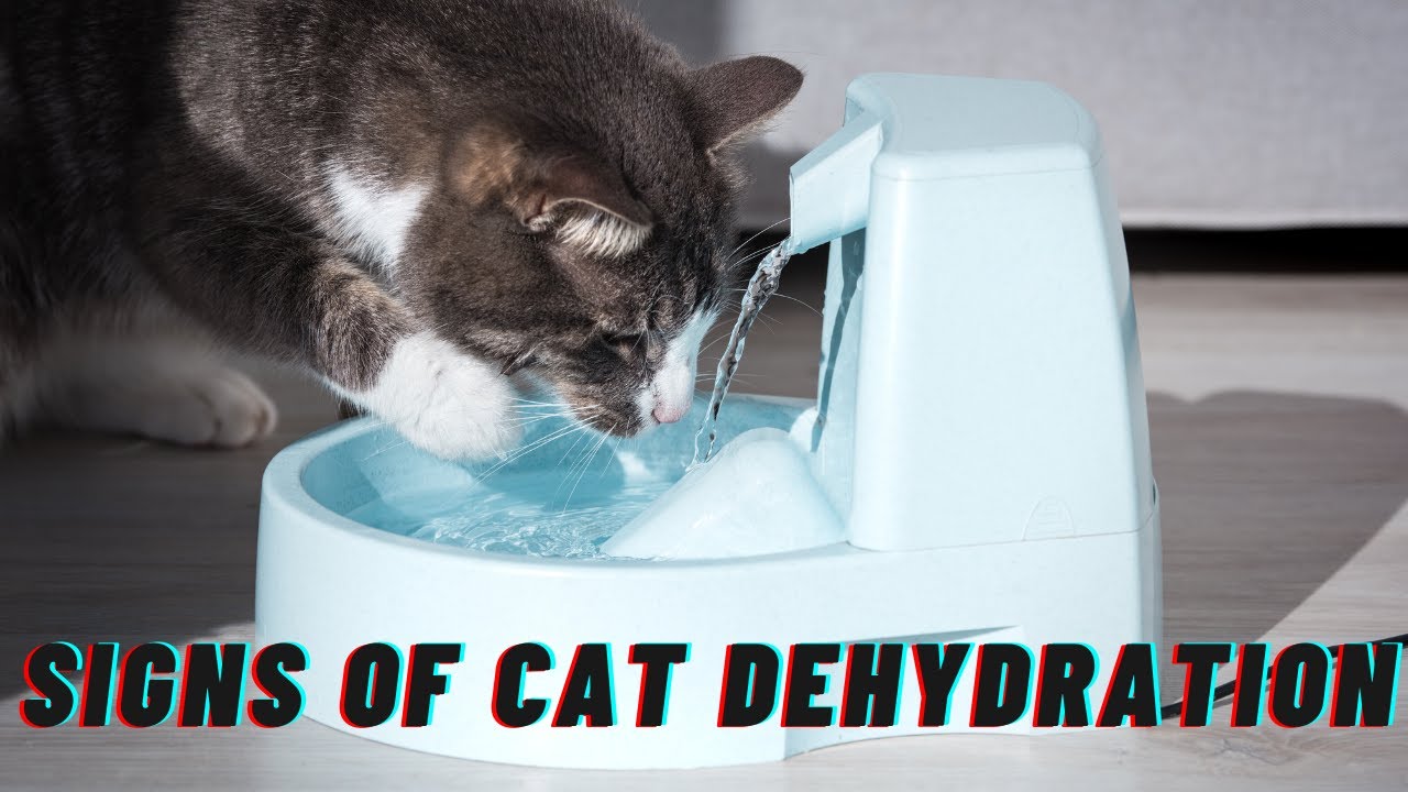 Recognizing and Responding to Cat Dehydration - YouTube