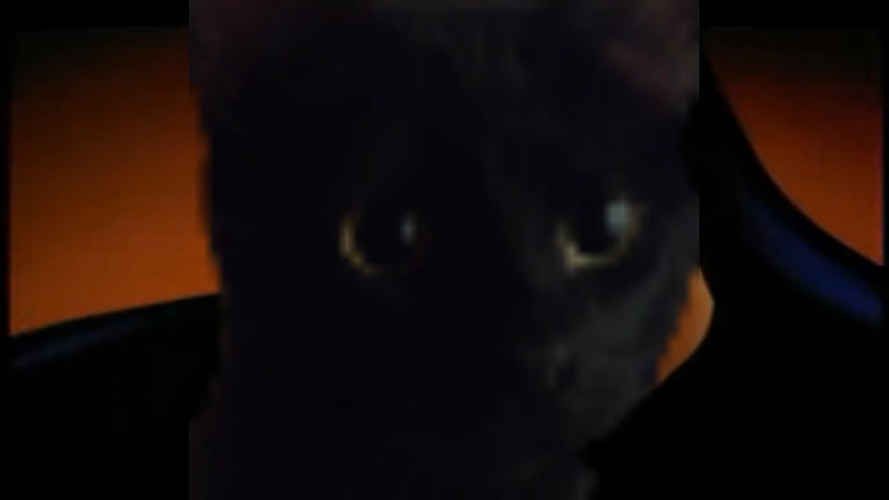 Batcat The animated series intro - YouTube