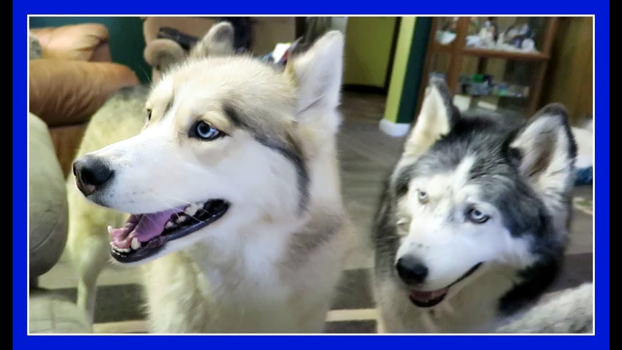 HUSKIES ARE CRAZY WHEN STUCK INSIDE | Fan Friday 250 Q&A - YouTube