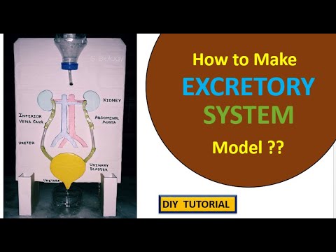 Science Exhibition Model I How to make kidney working model I school ...