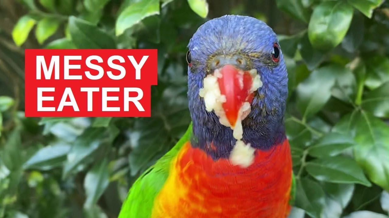 Rainbow Lorikeet Gets Messy with Apple Treat! 😋🦜 - YouTube