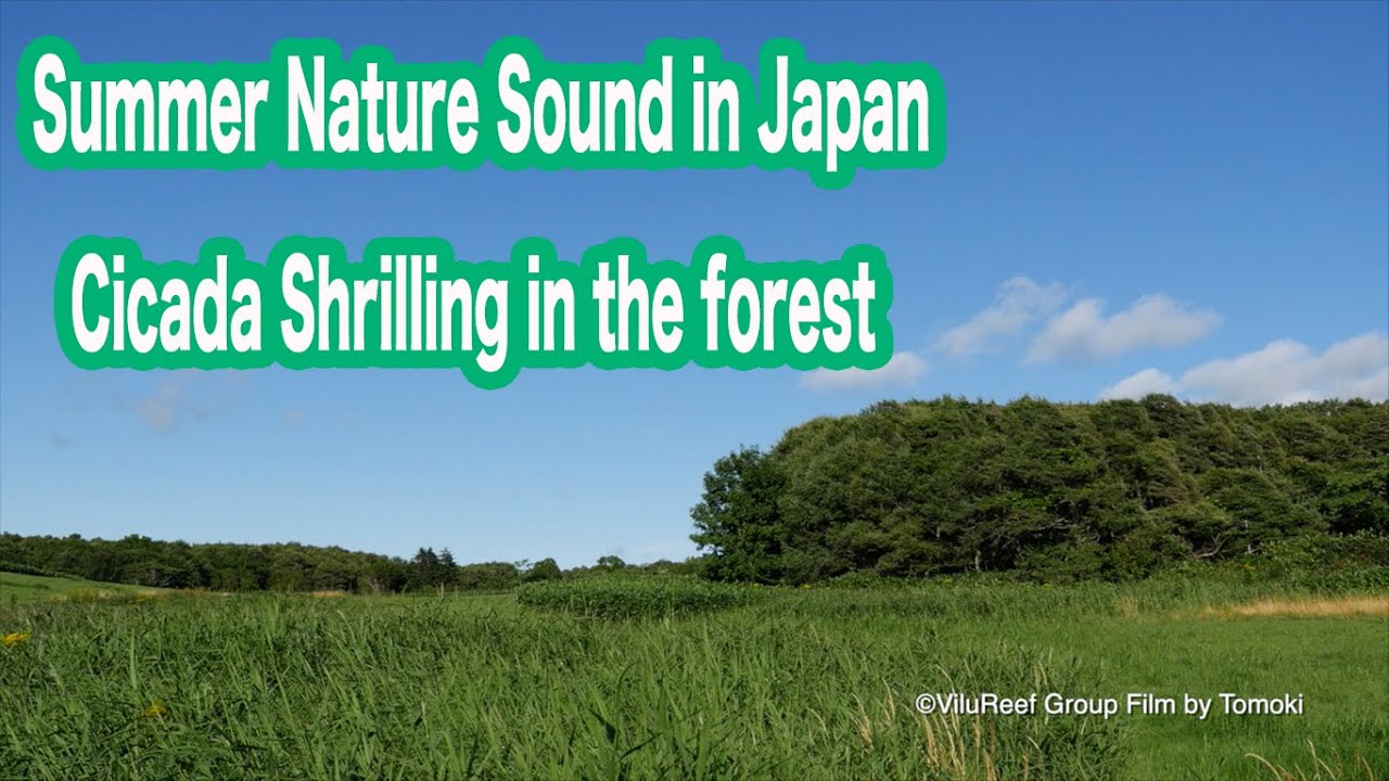 Summer Nature Sound in Japan/Cicada Shrilling in the forest 60 min ...