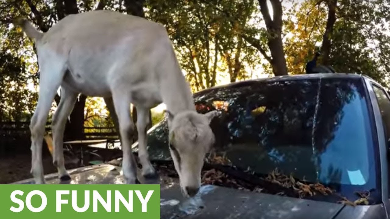 Goat climbs onto SUV to reach tasty leaves - YouTube
