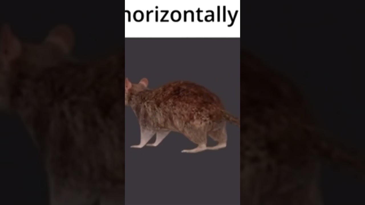 horizontally spinning rat - YouTube