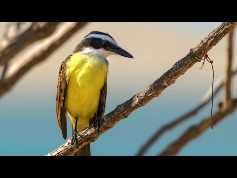 A colourfull journey | INCREDIBLE INDIA | Heaven of earth | Unity in diversity | Himalayas | 2020