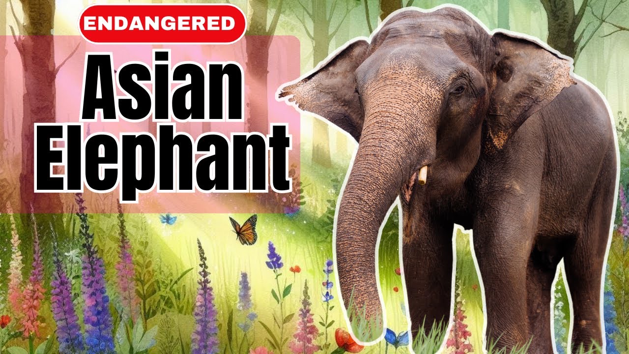 Endangered Asian Elephant - Endangered and Threatened Species | Elephas ...