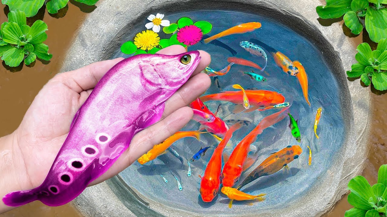 Catch Strange Aquarium Fish In Surprise Eggs, Ranchu Fish, Kim Kim Fish ...