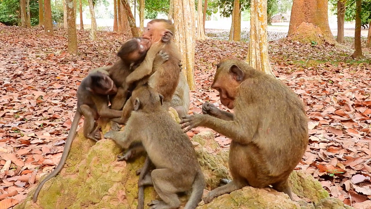 brutus jr baby monkey paying with friend and family so happy happy ...