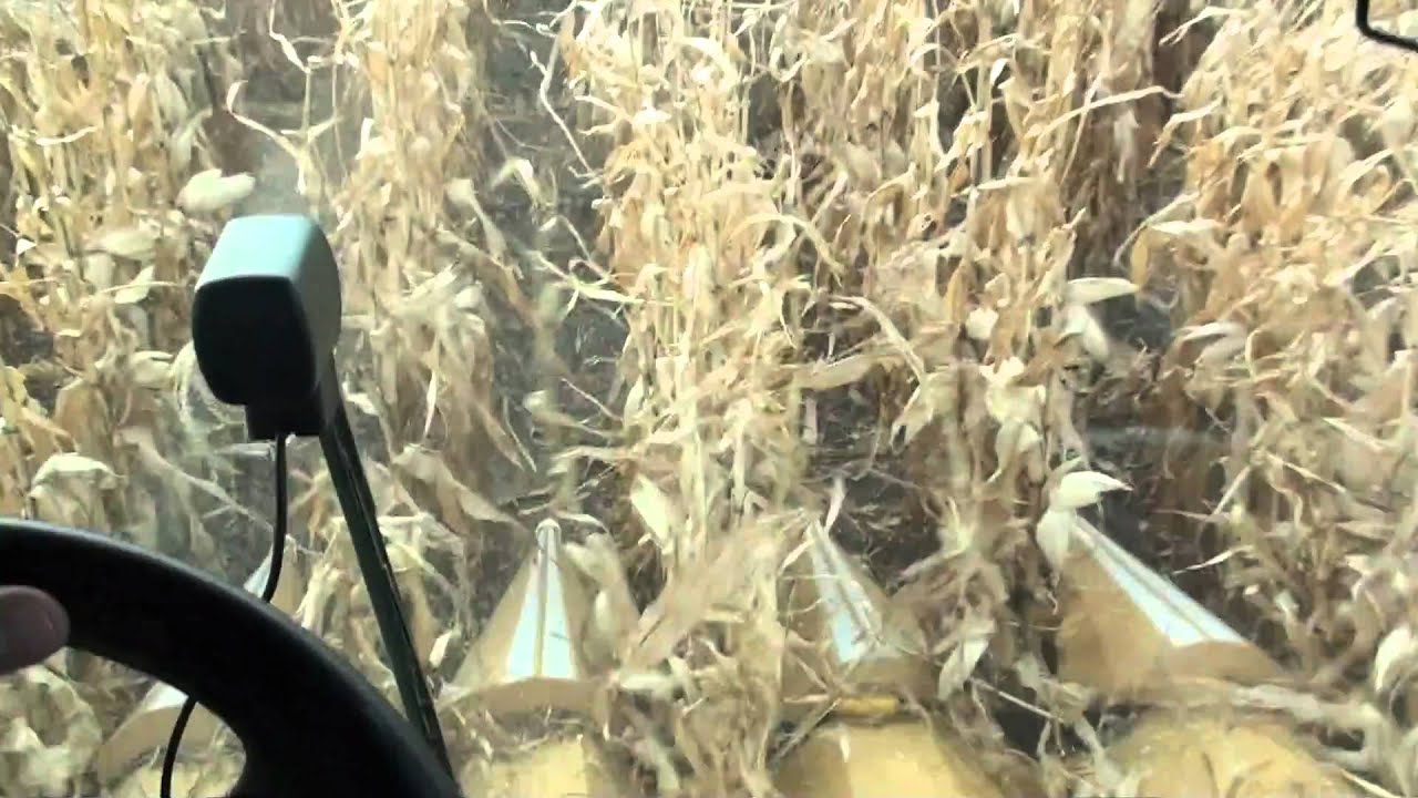 1st corn harvest - YouTube