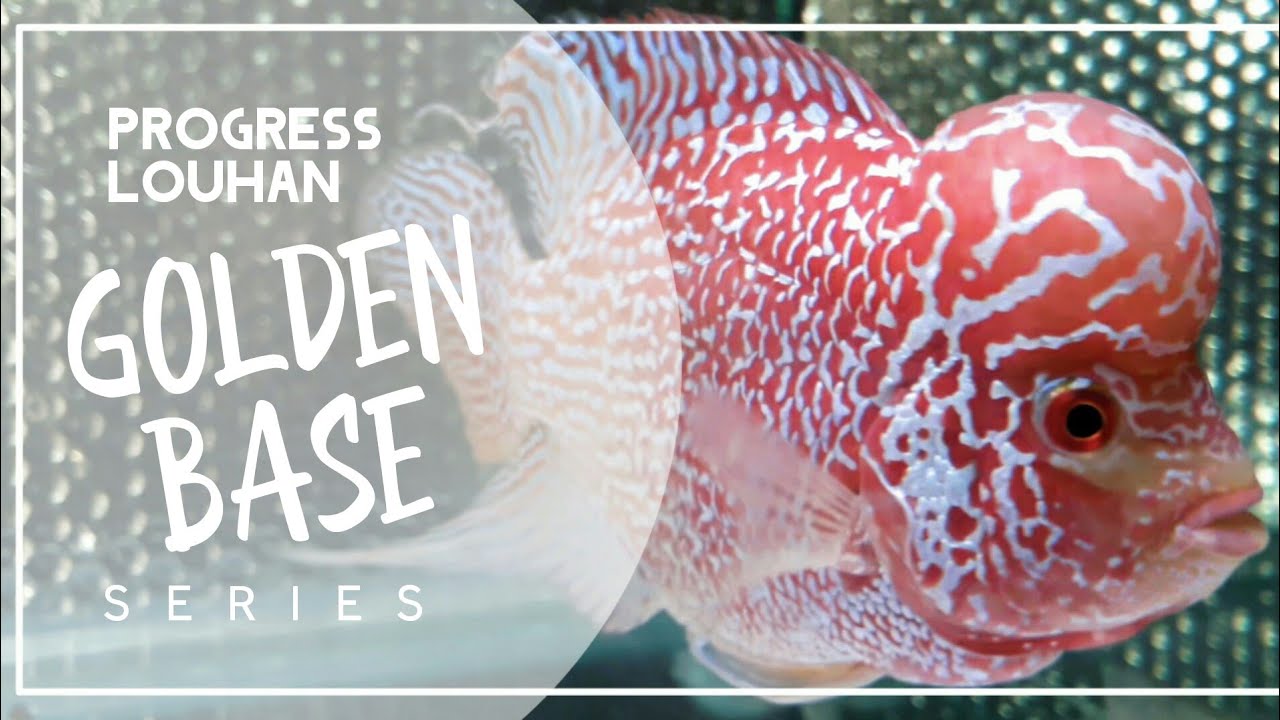 Progres Louhan GOLDEN BASE dari Burayak menuju Boomhead #shorts - YouTube