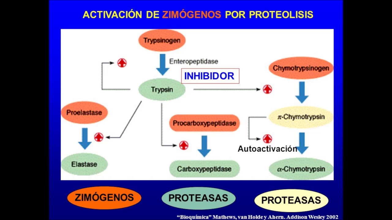 proteolisis - YouTube