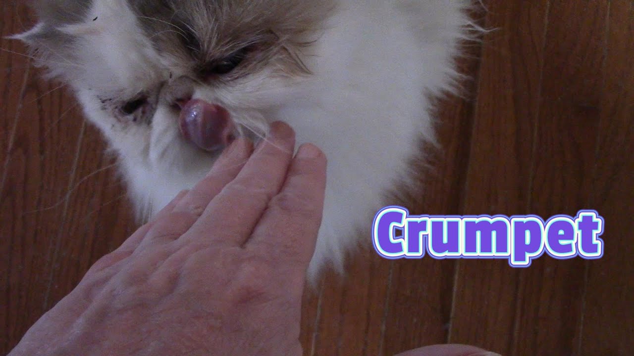 Meet Crumpet My Persian Cat! 😻 - YouTube