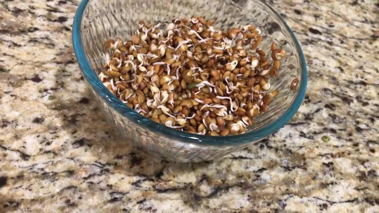 Sprout How to make a Good and easy way to Sprout # 20 - YouTube