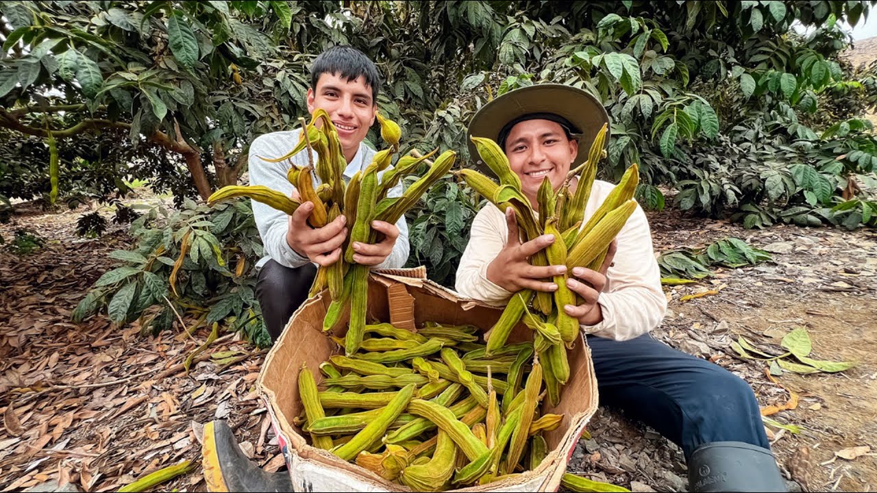 Este pacay es el más rico de la costa🌳🦜Tremenda producción | Ronald ...