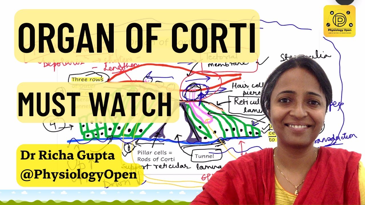 Organ of Corti diagram Physiology of Hearing | Special senses MBBS 1st ...