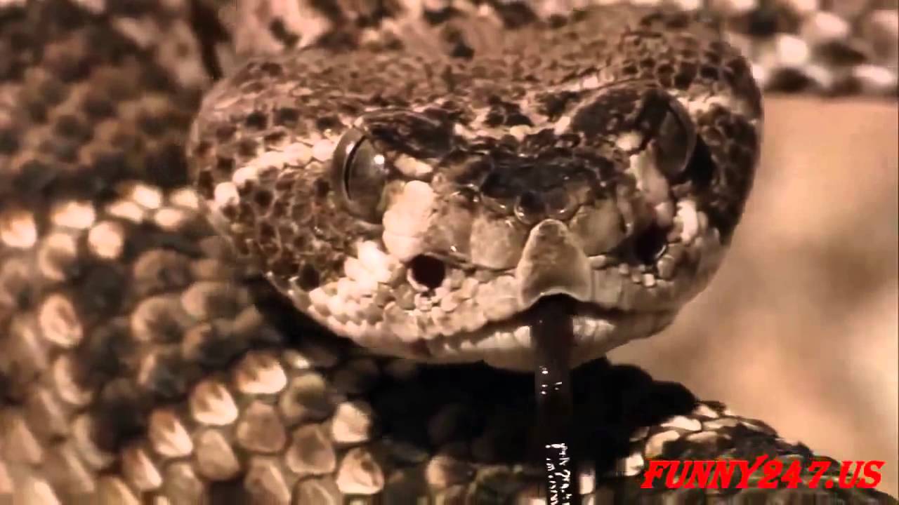 Roadrunner and Rattlesnake fight ☆ Amazing Animal - YouTube