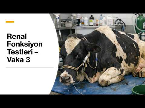 Renal Fonksiyon Testleri | Vaka 3 (İnek)