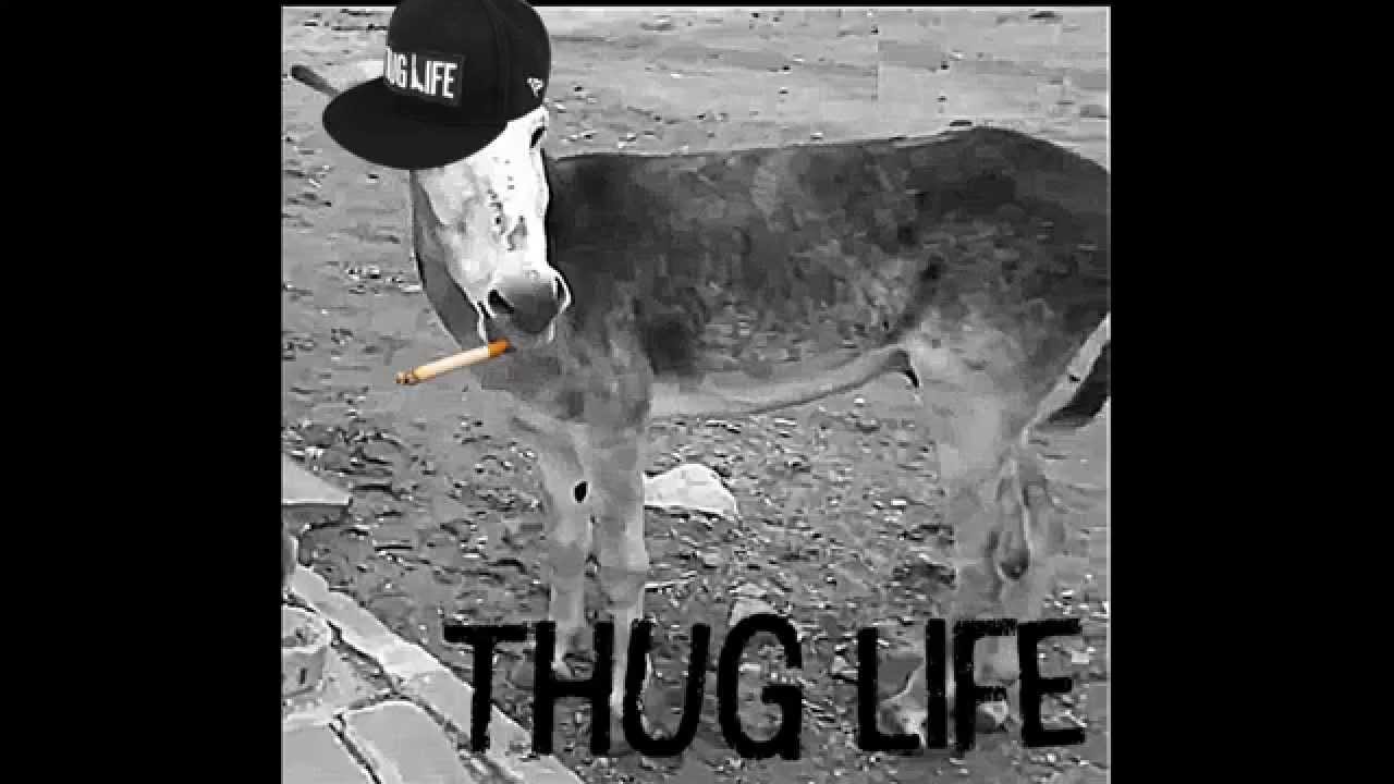 DONKEY THUG LIFE 2015 FUNNY ANIMALS FUNNY OSIOŁ THUG LIFE 2015 - YouTube