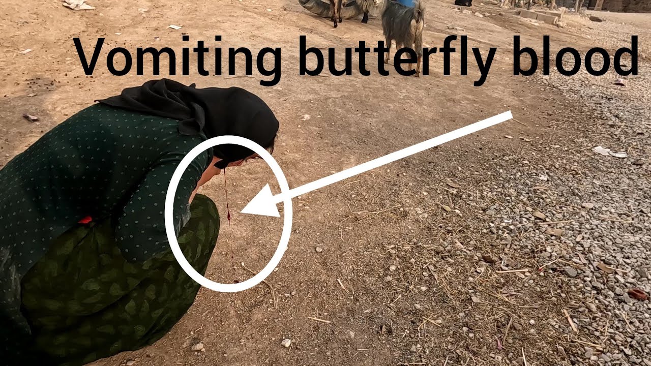 Butterfly getting sick while baking bread:Rural life in Iran (2023 ...