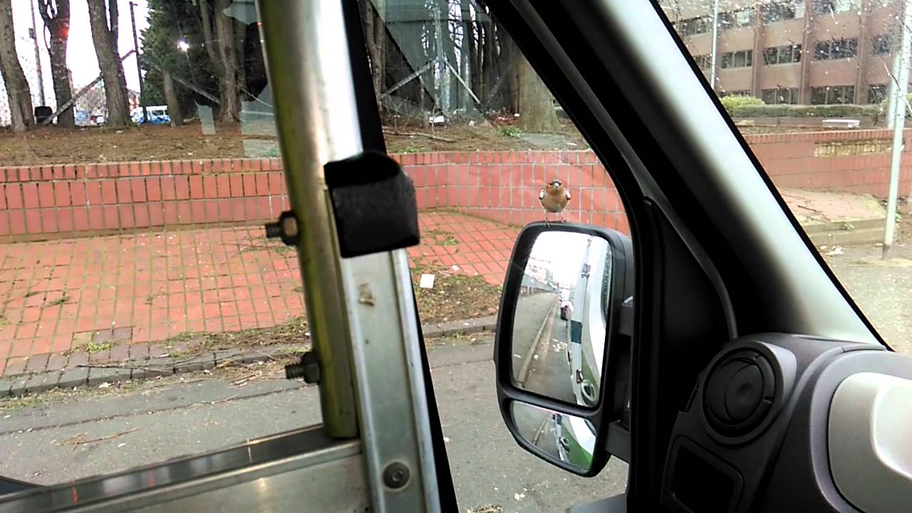 Vain Bird - YouTube