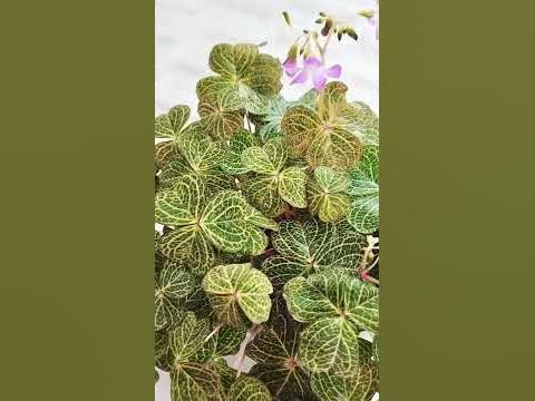 🌿Оксалис мартианский🌿 - YouTube