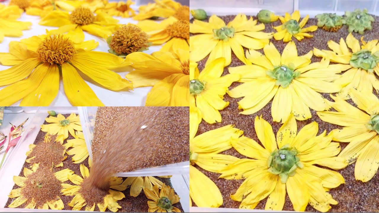 Drying Fresh Flowers In Silica Sand how To Dry Fresh Flowers drying-fresh-flowers-in-silica-sand-how-to-dry-fresh-flowers