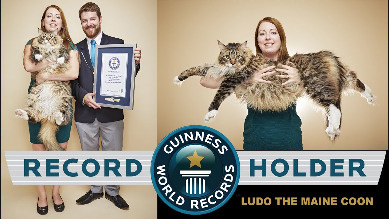 World's longest cat is 4 foot, 34lb and still growing! - YouTube