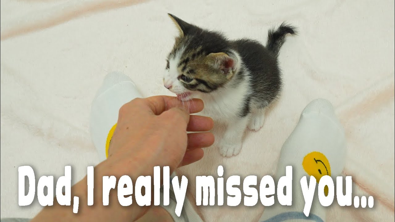 When I Come Back Home Late My Little Baby Cat Cries So Sadly YouTube when-i-come-back-home-late-my-little-baby-cat-cries-so-sadly-youtube