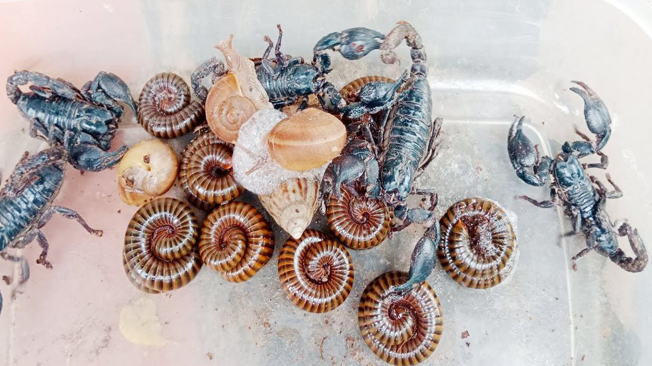 Amazing Catching Giant Millipede, Scorpion, Beetle, Snail, Small Red ...