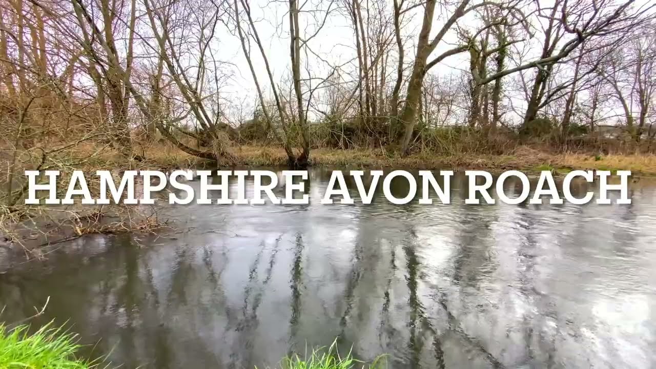 The Hampshire Avon a bonus Roach - YouTube