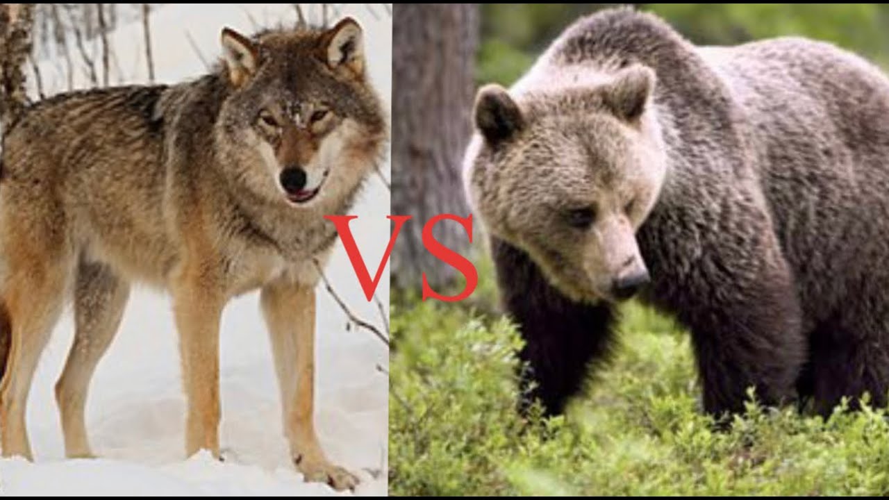 Wolves vs Brown Bear in Alaska: Who Would Win? - YouTube