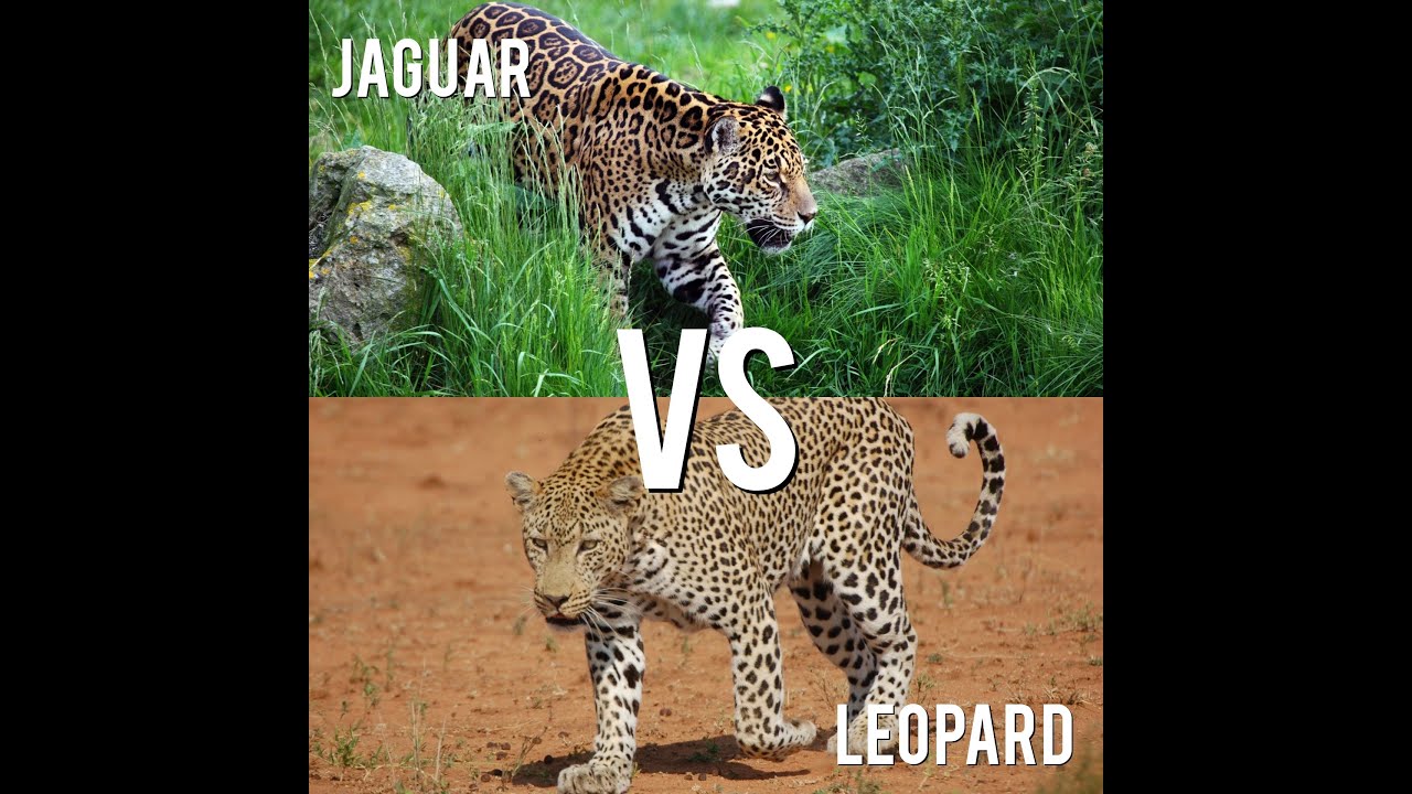 In Search of the Winner: Jaguar vs. Leopard - YouTube