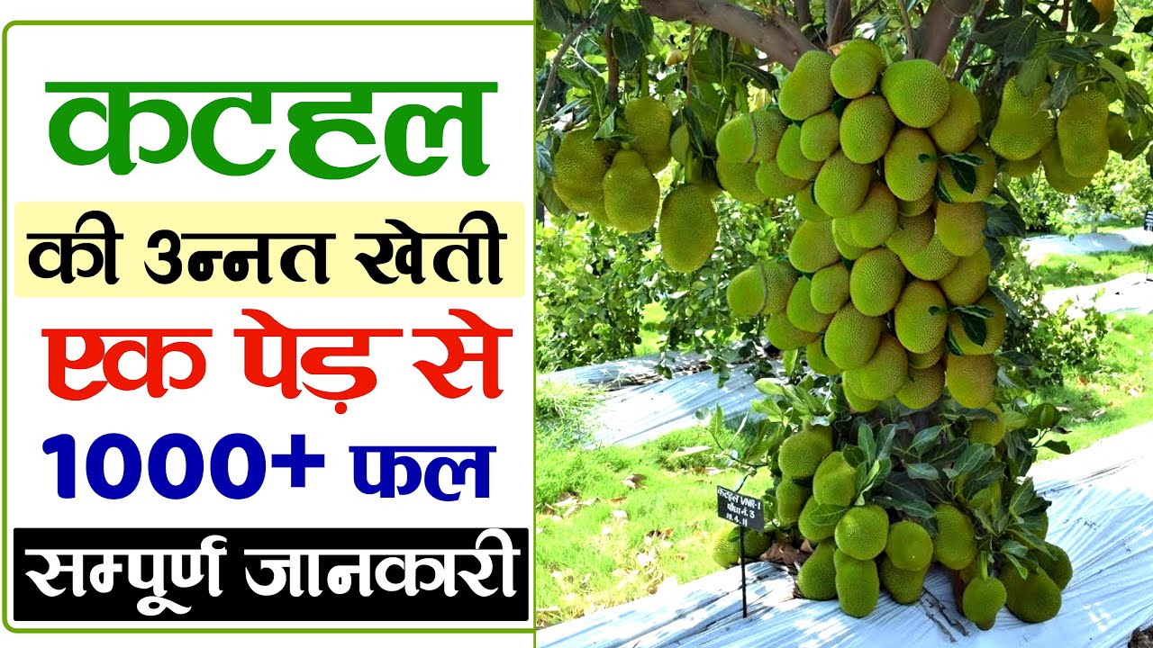 कटहल की खेती | kathal ki kheti | Jackfruit farming in India | Advance ...
