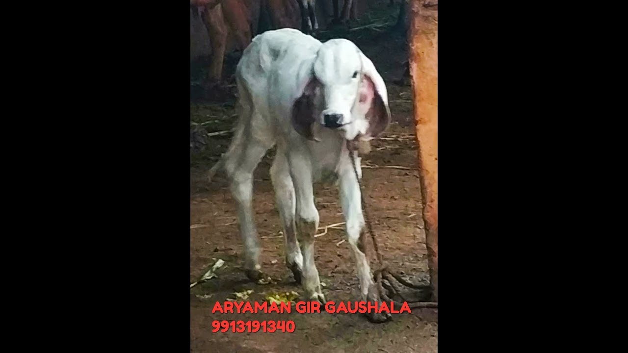 GIR GAUMATA IS _WORLD_BEST GAUMATA AT PRESENT TIME...!!!!! - YouTube