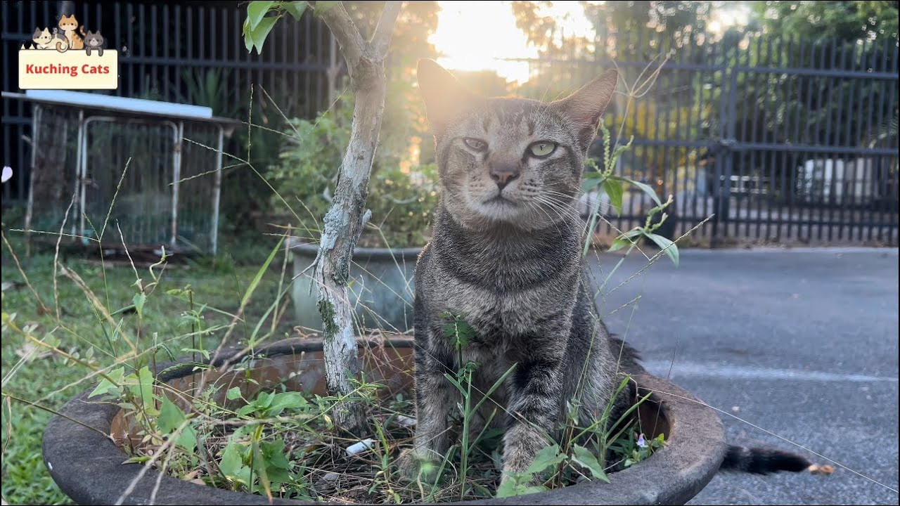 Awesome neighbor cat is blending with nature - YouTube