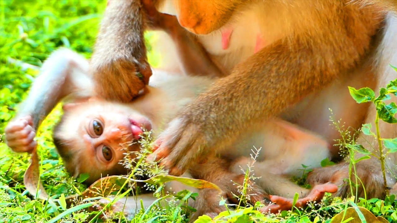 Adorable ! Mama monkey MELINA tries to check body his child when he ...