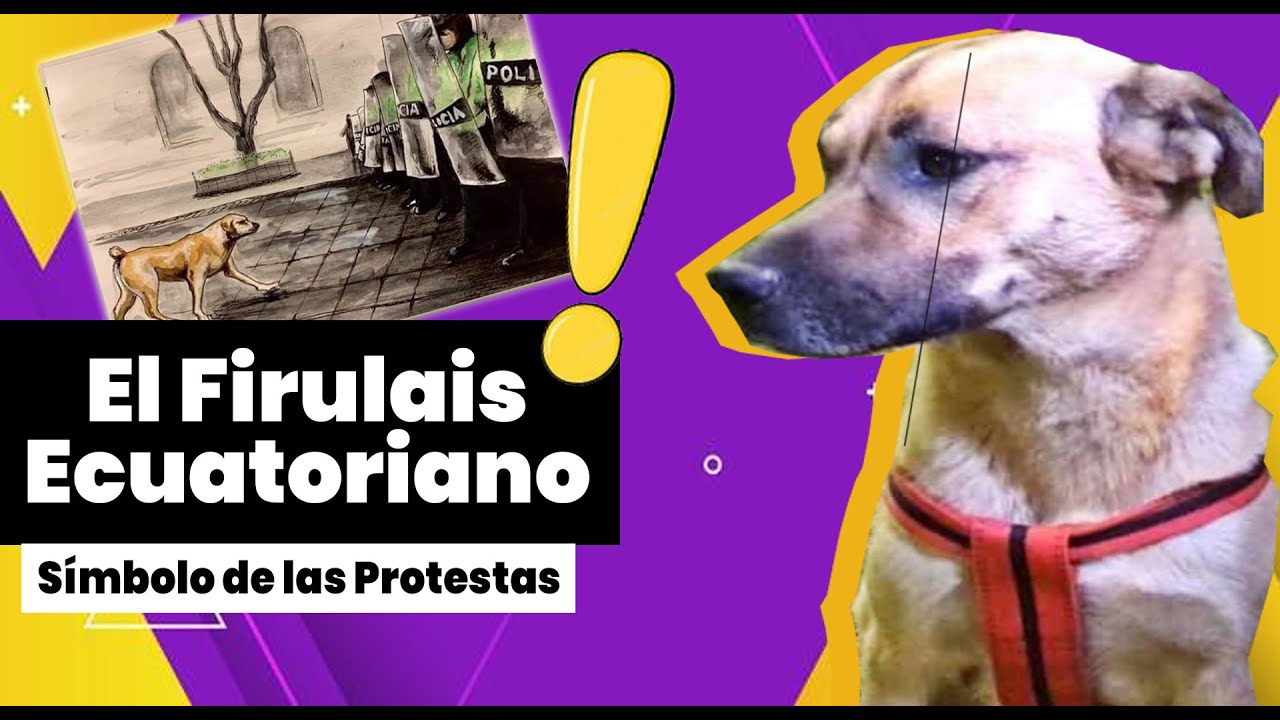 "FIRULAIS" el PERRO de las PROTESTAS en ECUADOR - YouTube