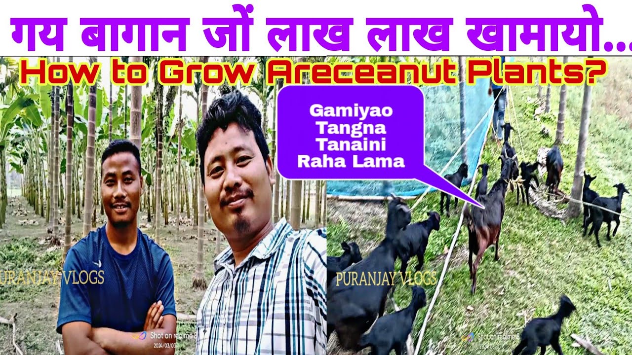 Goi Bagan Kalam na Lakh lakh income kalame// How to grow areceanut ...