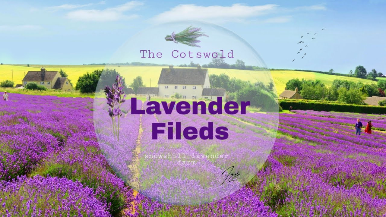 Snowshill Lavender - Gloucestershire - YouTube