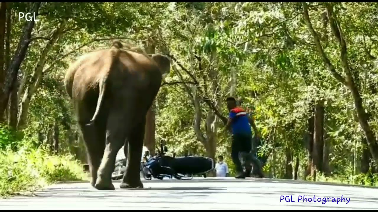 Elephant attack @ wayanad - YouTube