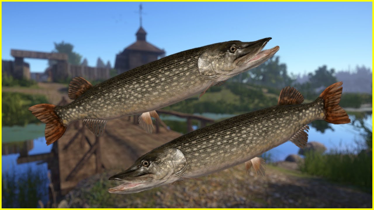 Pike Old Burg | Russian Fishing 4 rf4 spot #253 #mjplay - YouTube