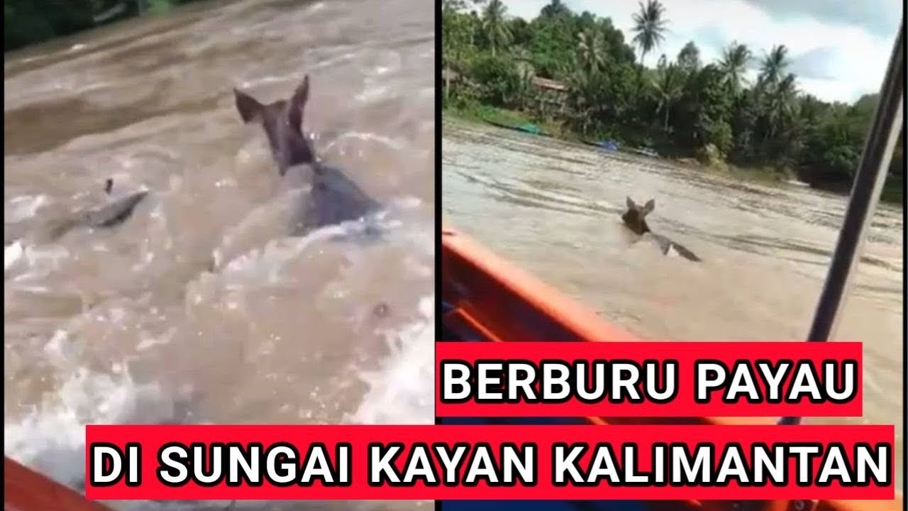 AMAZING!! BERBURU PAYAU DI SUNGAI KAYAN BERSAMA SUKU DAYAK KALIMANTAN ...