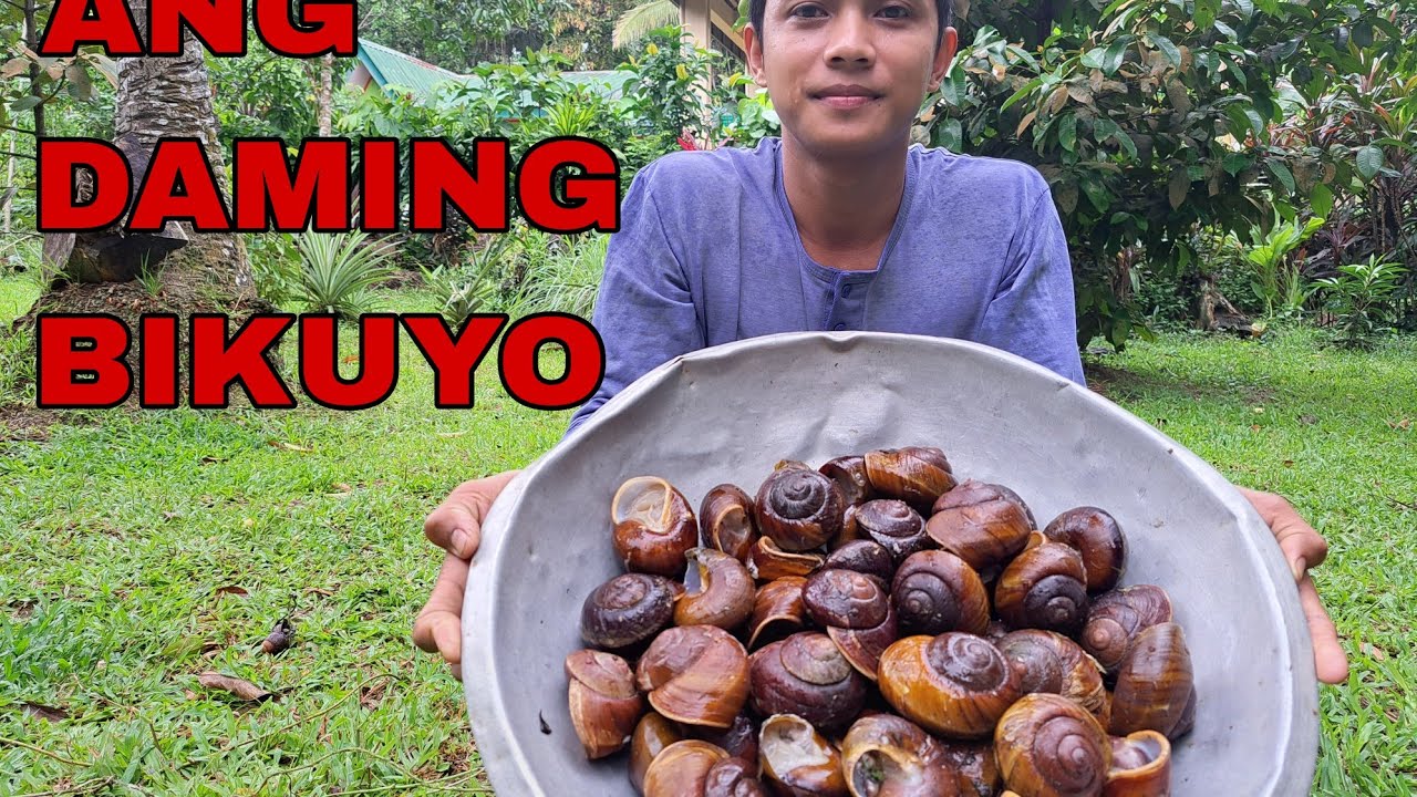 Pangunguha ng bikuyo sa gubat kasama si utol at napakarami - YouTube