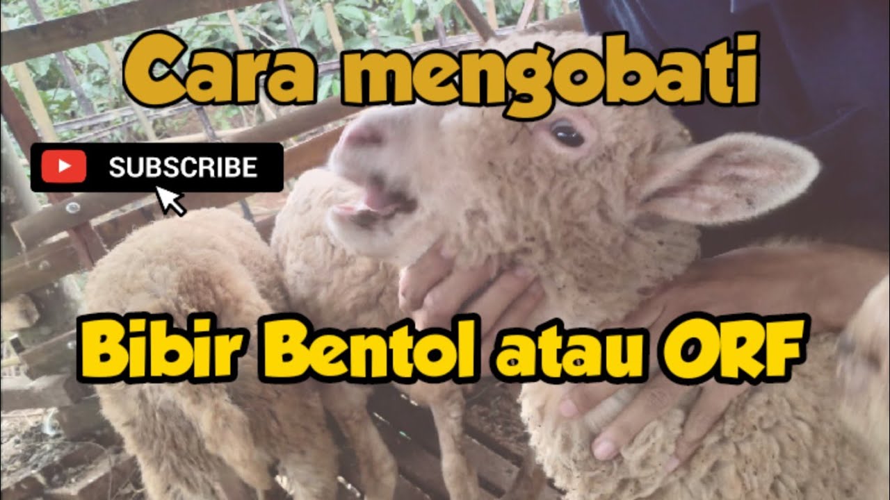 Cara Mengobati Penyakit ORF (BERENGEN) atau Bibir Bentol pada Domba ...