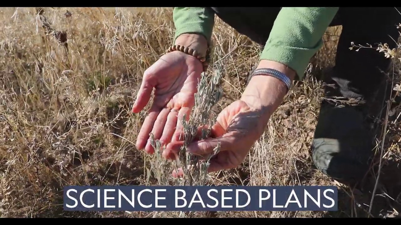 Cheatgrass in Sagebrush Country: Fueling Severe Wildfires - YouTube