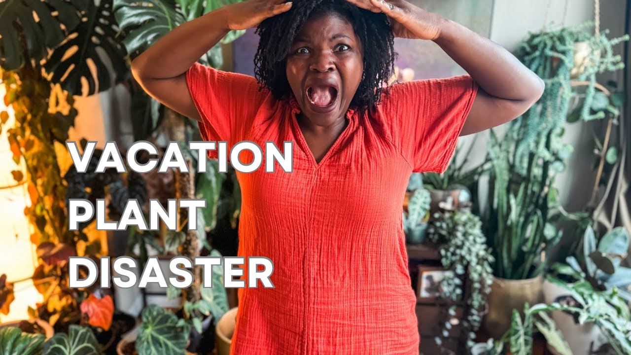 Disaster after my trip : My plants barely survived - YouTube