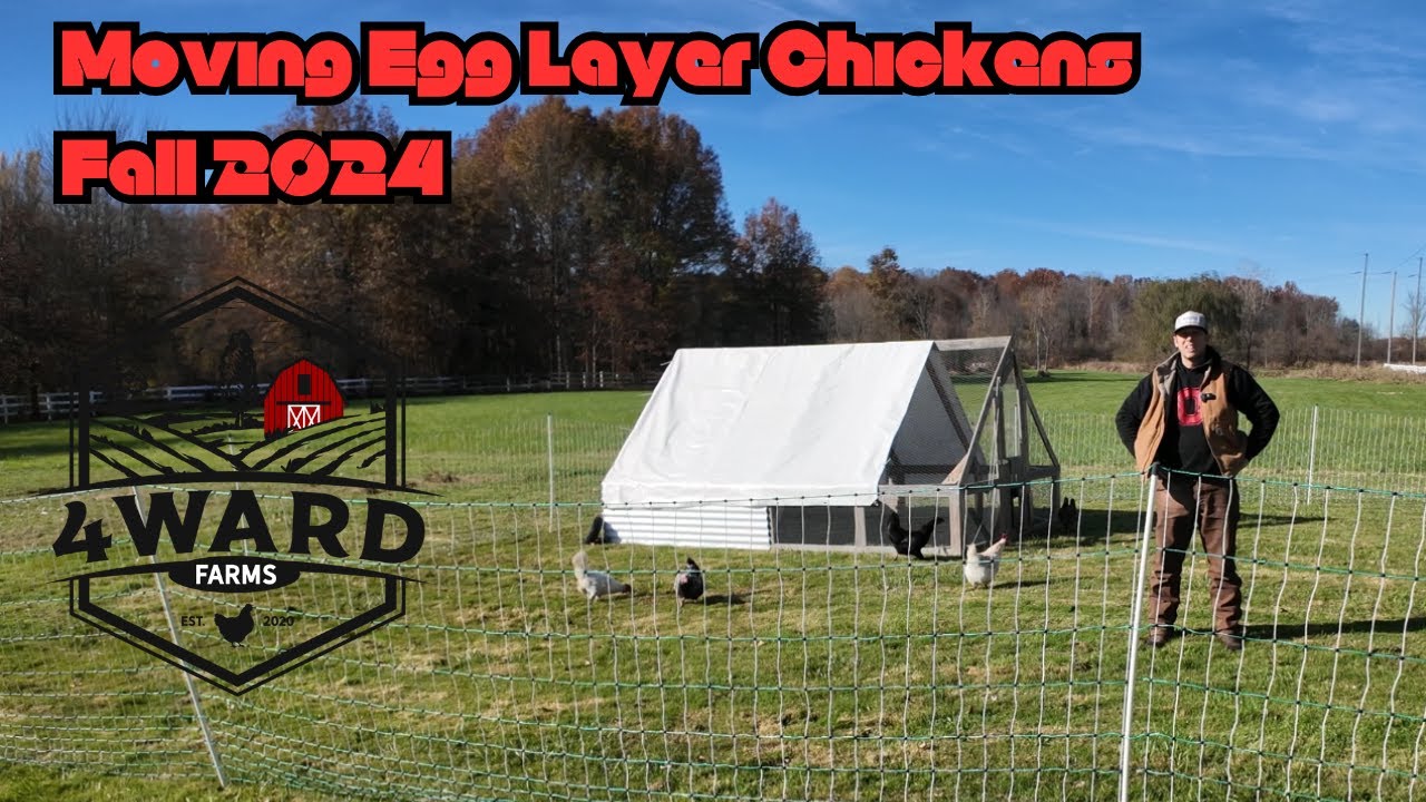 Moving Egg Laying Chickens to New Pasture - Fall 2024 - Pasture Raised ...