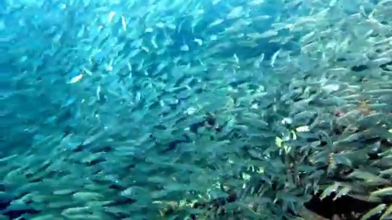Sardine Run Moalboal Cebu - YouTube