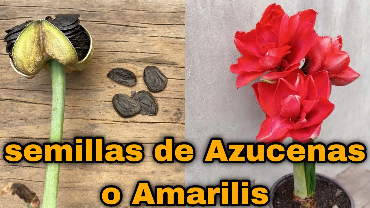 Como SEMBRAR SEMILLAS De AZUCENAS o AMARILIS (HIPPEASTRUM AMARILLYS ...